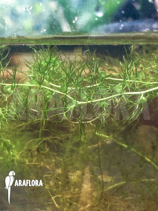 Utricularia australis