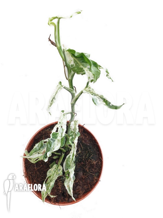 Monstera 'Frozen freckles' - Araflora